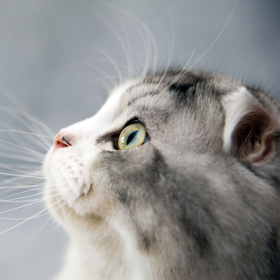 Cat & Dog Vaccinations & Parasite Prevention in Tumwater Cat & Dog Vaccinations & Parasite Prevention in Tumwater